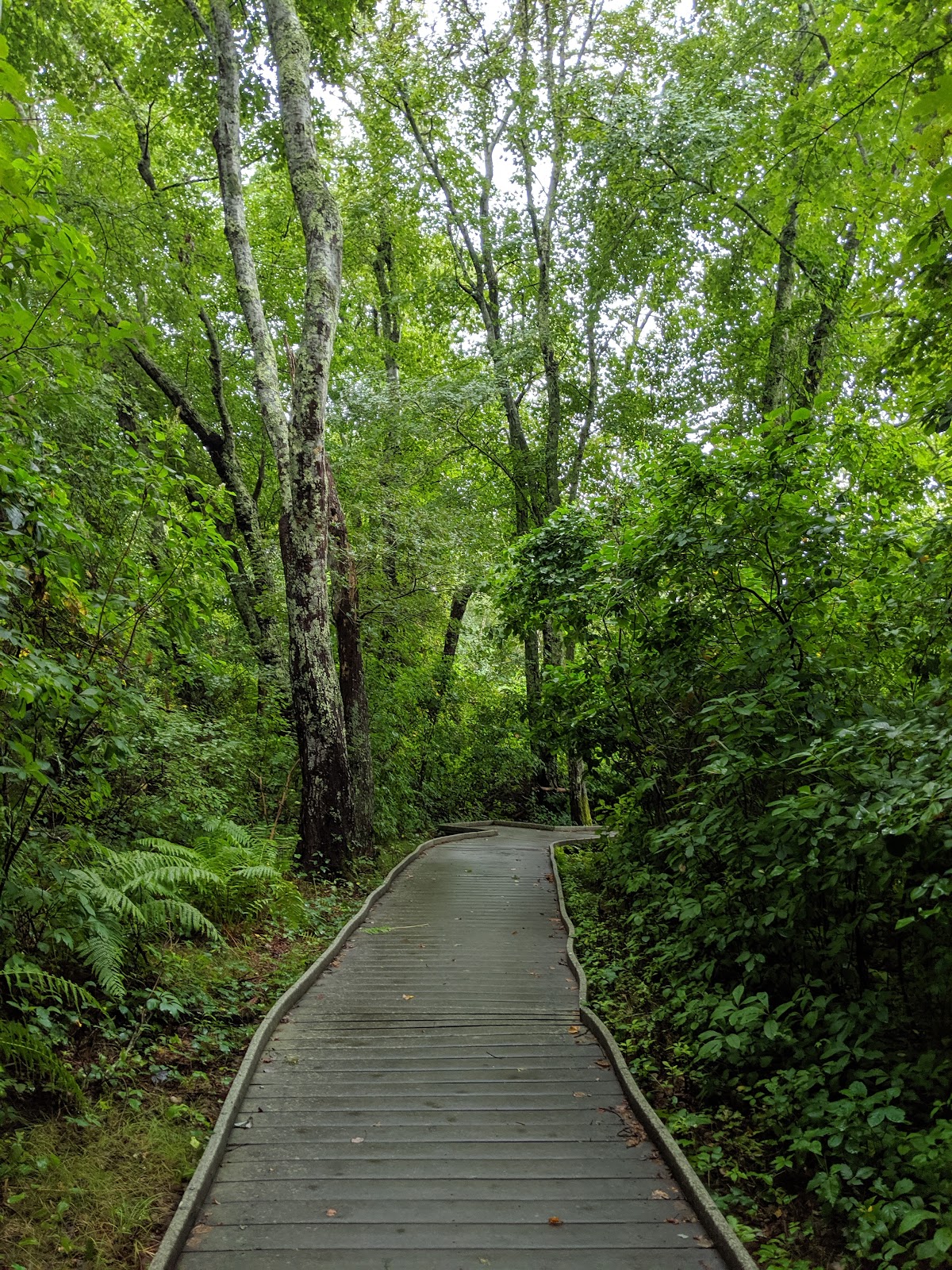 Red Maple Swamp Trail (2025) – Best of TikTok, Instagram & Reddit ...
