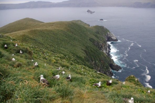 Disappointment Island Auckland Islands New Zealand (2026) – Best of ...