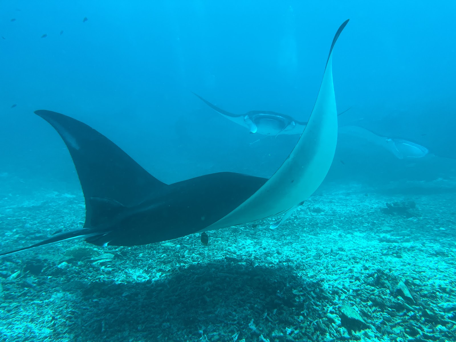 Manta Point Komodo Island (2025) – Best of TikTok, Instagram & Reddit ...