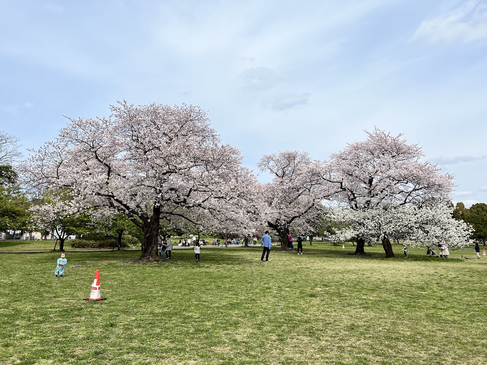 Shinozaki Park (2025) – Best of TikTok, Instagram & Reddit Travel Guide