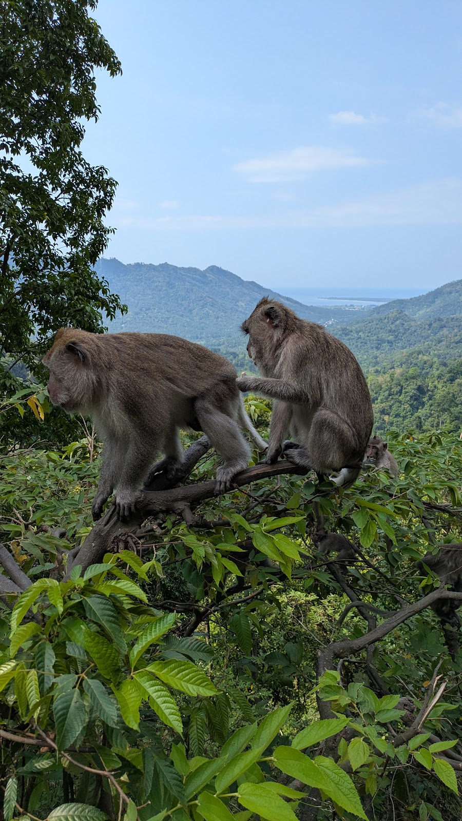 Pusuk Pass Monkey Forest (2026) – Best of TikTok, Instagram & Reddit ...