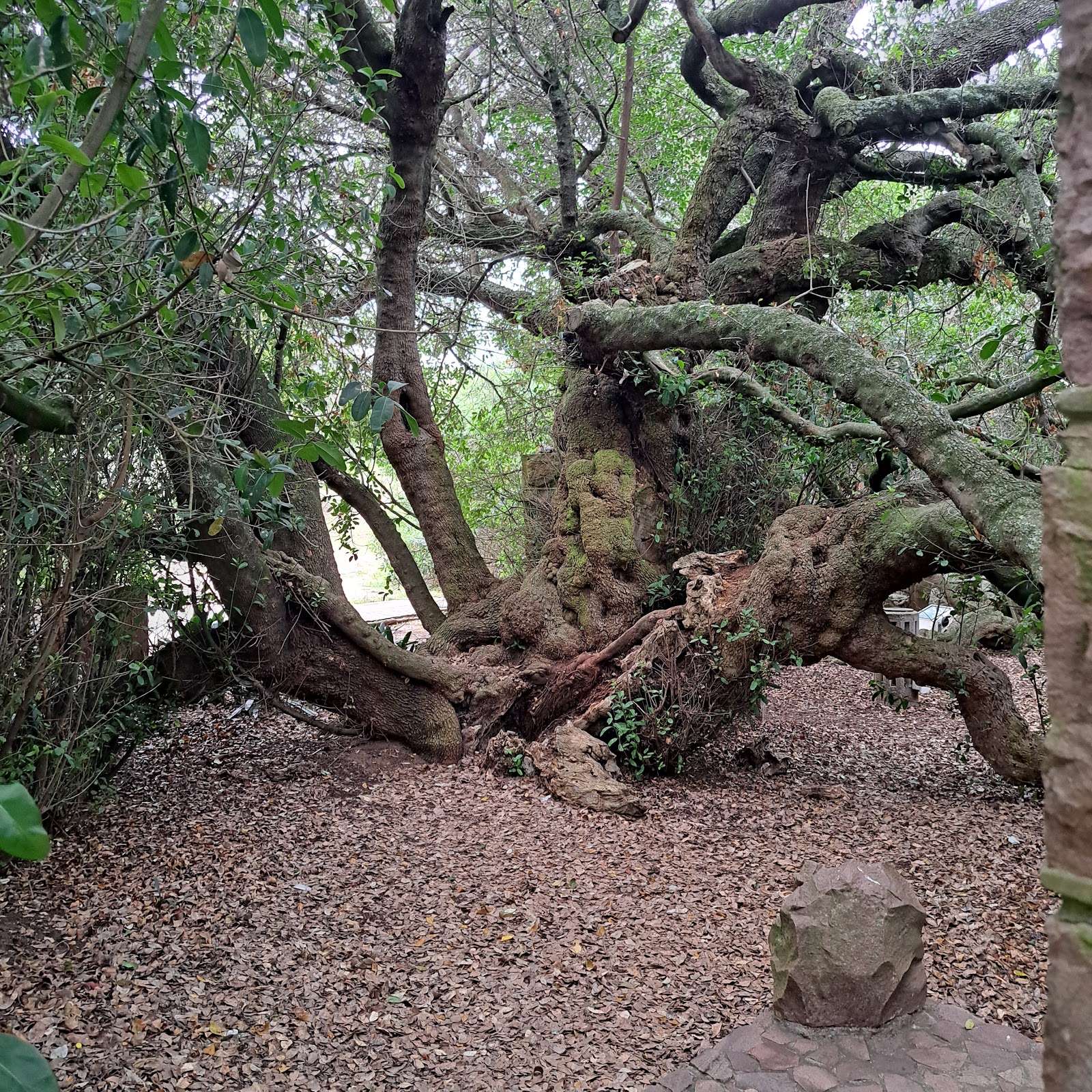 Post Office Tree Mossel Bay (2026) – Best of TikTok, Instagram & Reddit ...