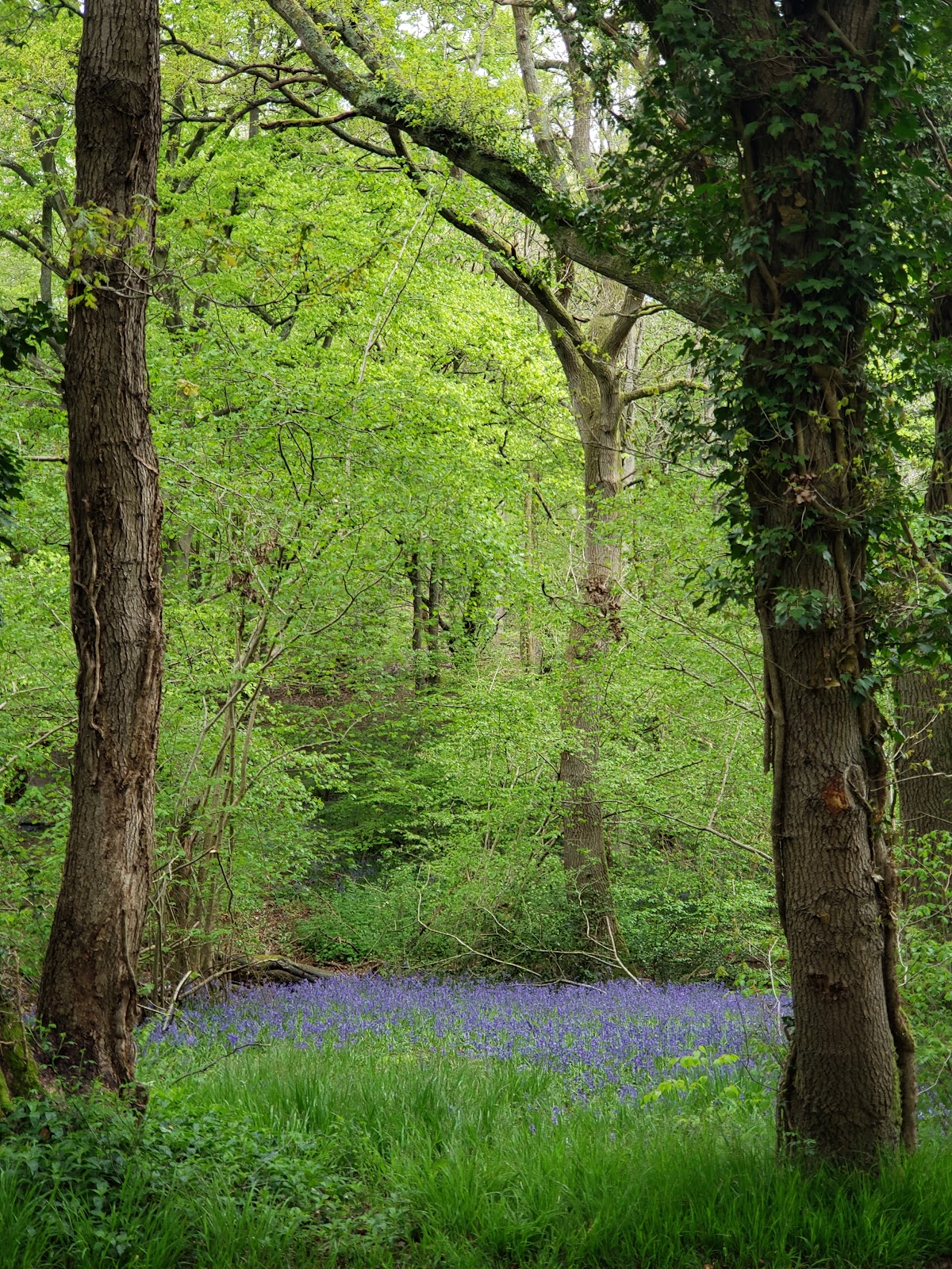 Bricket Wood Common (2025) – Best of TikTok, Instagram & Reddit Travel ...