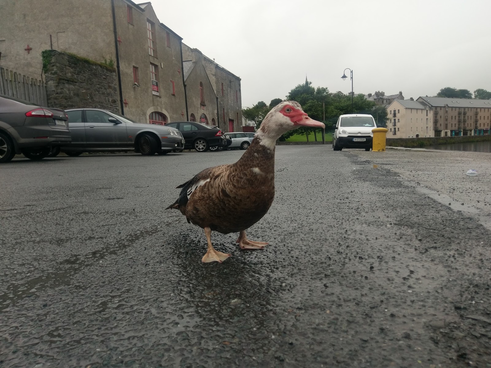 Ramelton Quays (2026) – Best of TikTok, Instagram & Reddit Travel Guide