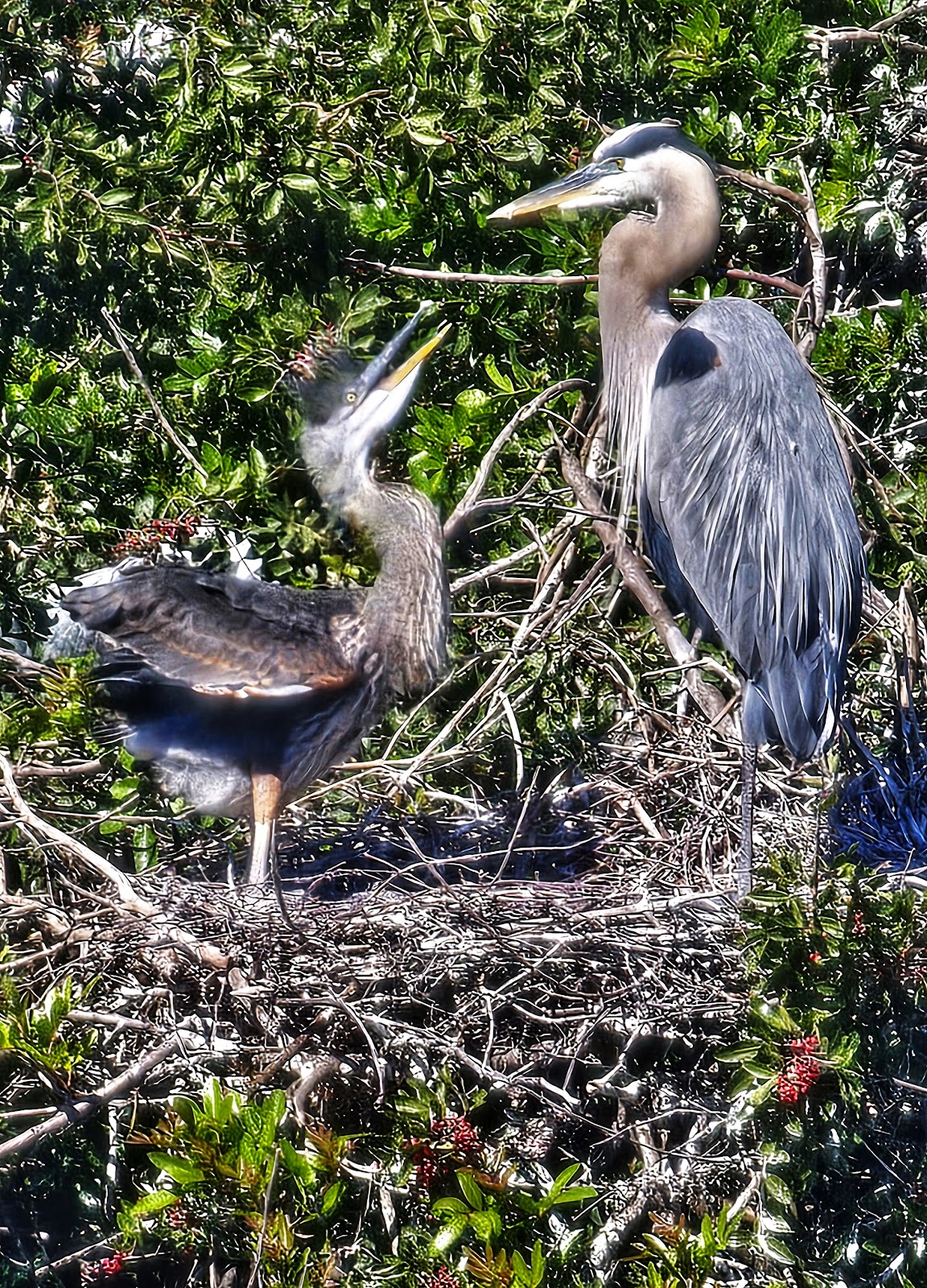 Venice Area Audubon Rookery Park (2025) – Best of TikTok, Instagram ...