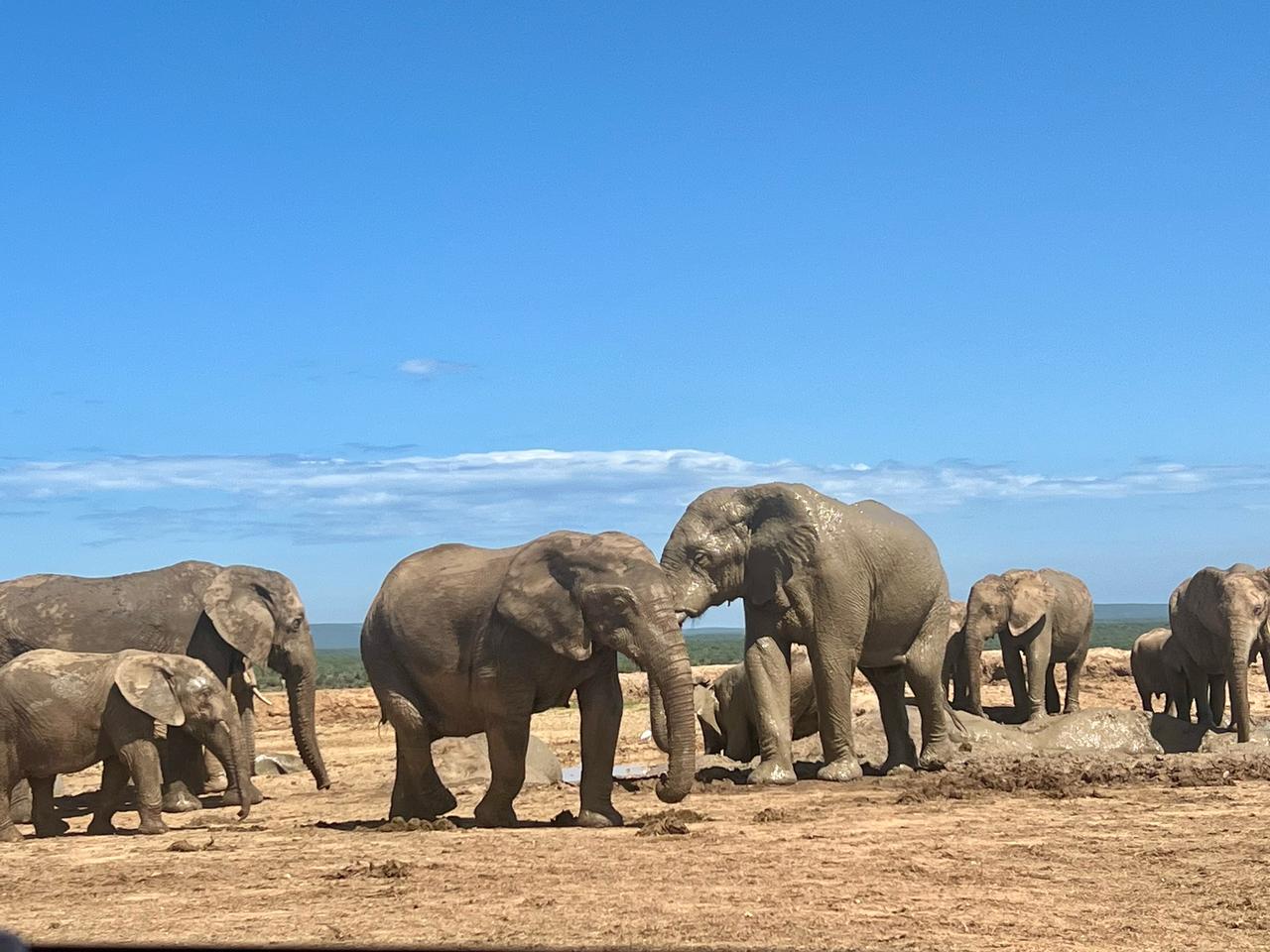 Hapoor Waterhole Addo Elephant National Park (2026) – Best of TikTok ...