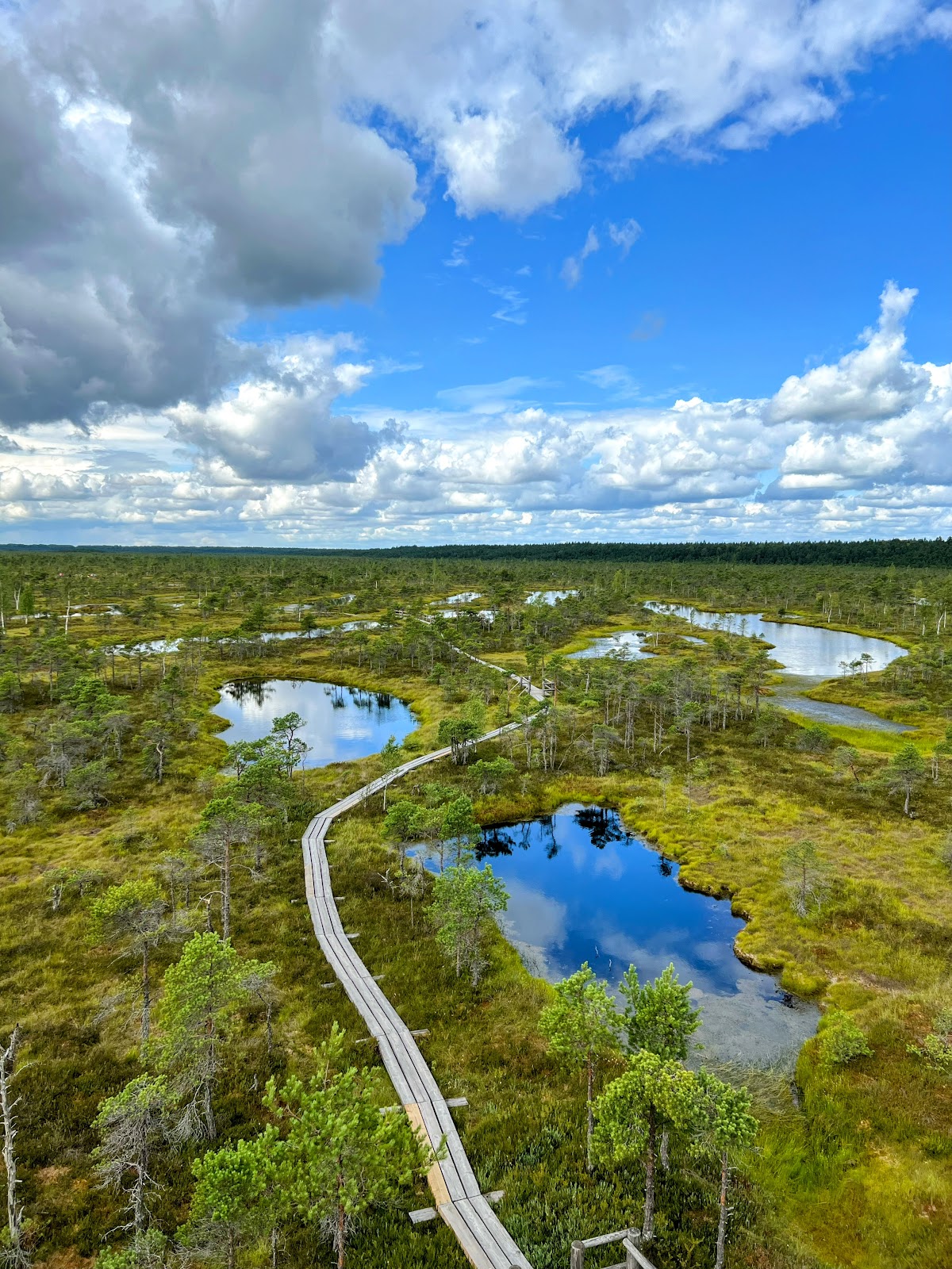 Ķemeri Bog Boardwalk (2026) – Best of TikTok, Instagram & Reddit Travel ...