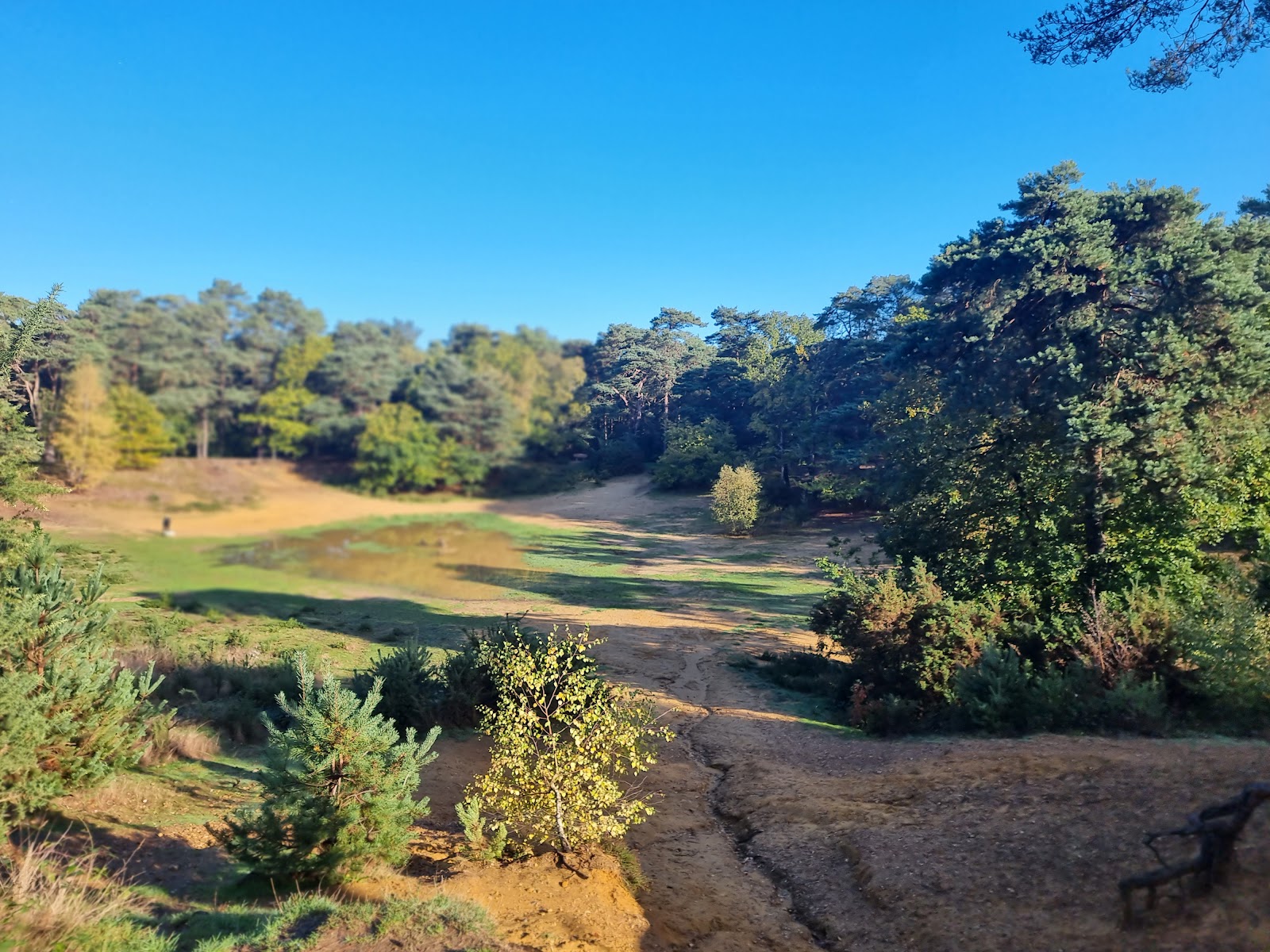 Oxshott Heath and Woods (2026) – Best of TikTok, Instagram & Reddit ...