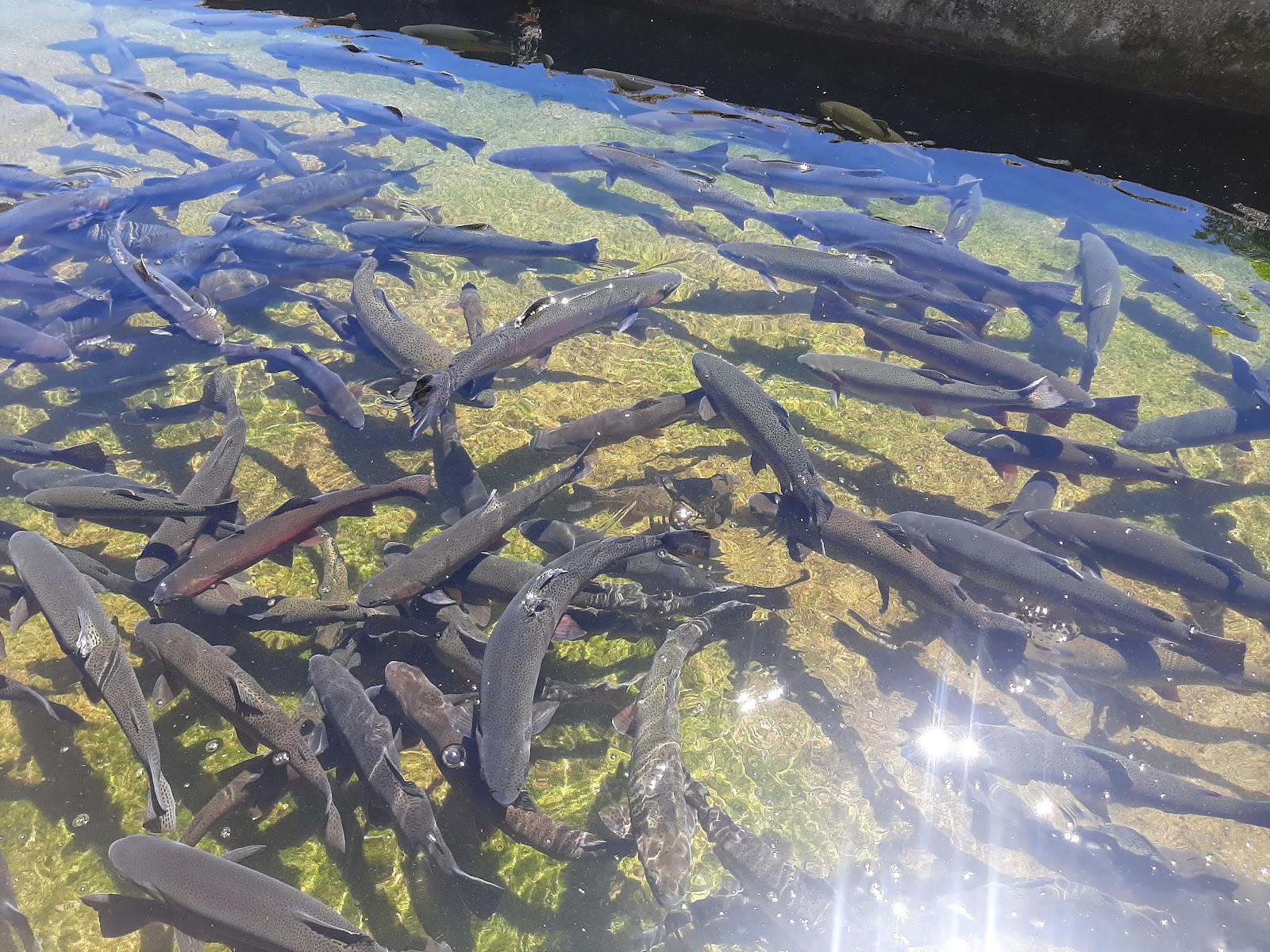 Manchester Fish Hatchery (2026) – Best of TikTok, Instagram & Reddit ...