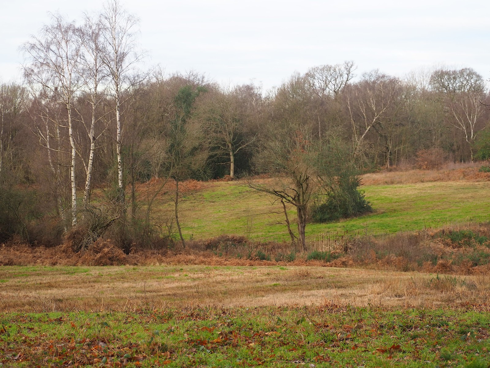 Blakes Wood and Lingwood Common (2026) – Best of TikTok, Instagram ...