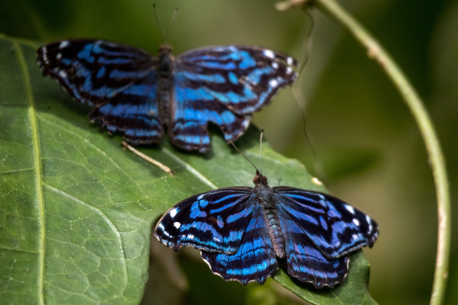Green Hills Butterfly Ranch San Ignacio Belize (2025) – Best of TikTok ...