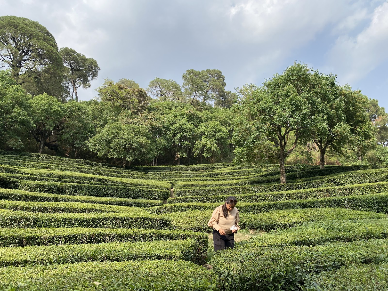 Kangra Tea Gardens (2025) – Best of TikTok, Instagram & Reddit Travel Guide