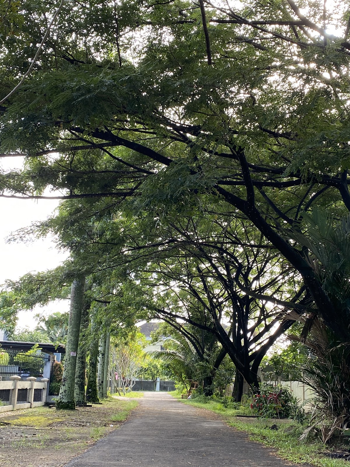 Taman Akcaya (2026) – Best of TikTok, Instagram & Reddit Travel Guide