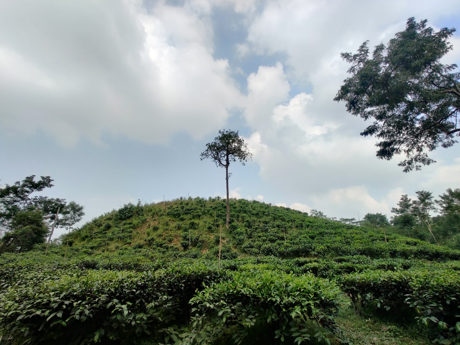 Tarapur Tea Estate (2026) – Best of TikTok, Instagram & Reddit Travel Guide