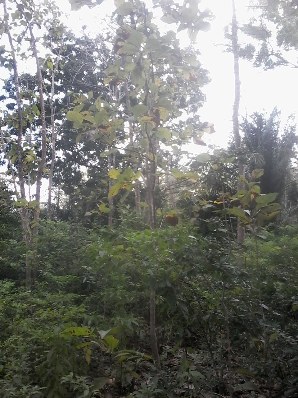 Masingini Forest Reserve (2026) – Best of TikTok, Instagram & Reddit ...