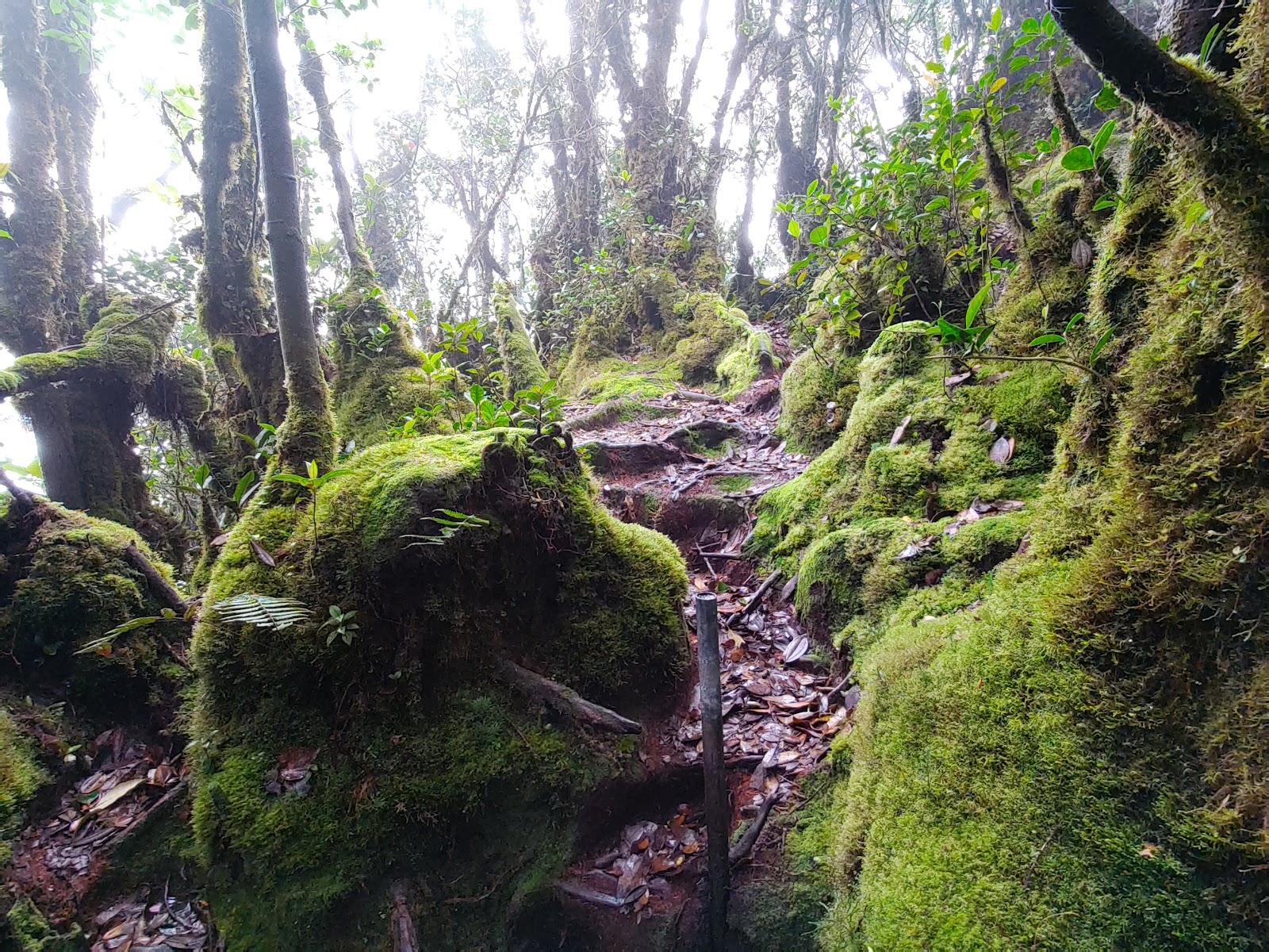 Gunung Brinchang Summit Cameron Highlands (2026) – Best of TikTok ...