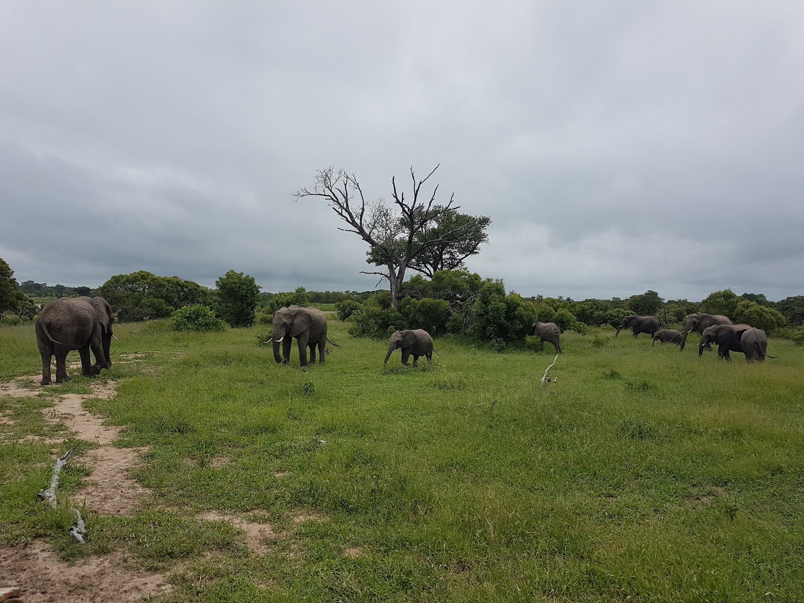 Manyeleti Game Reserve (2025) – Best of TikTok, Instagram & Reddit ...