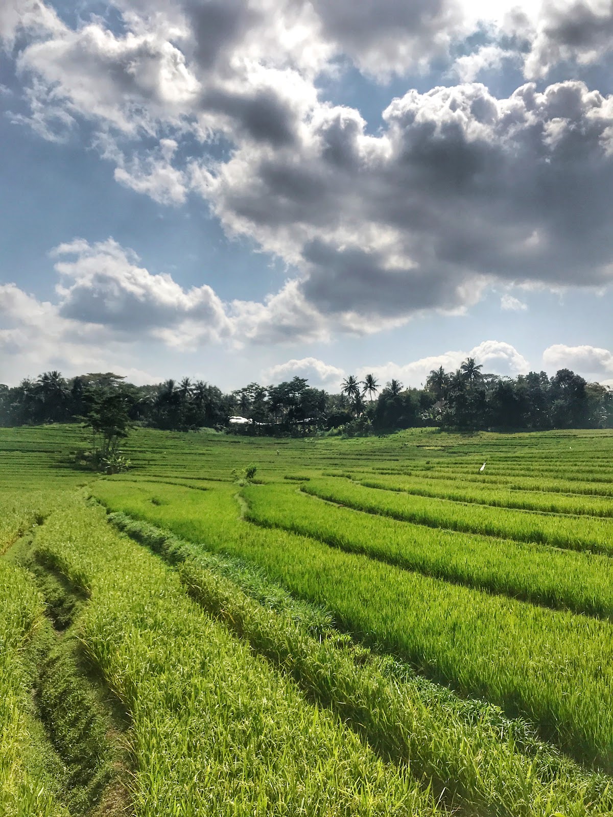 Nanggulan Rice Terraces (2026) – Best of TikTok, Instagram & Reddit ...