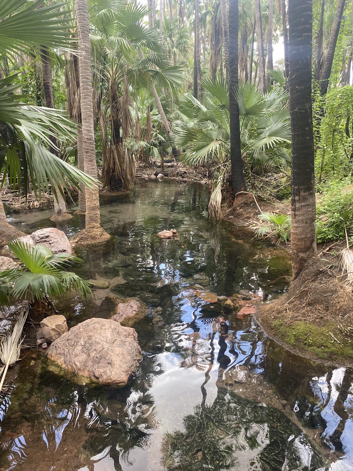 Zebedee Springs (2026) – Best of TikTok, Instagram & Reddit Travel Guide