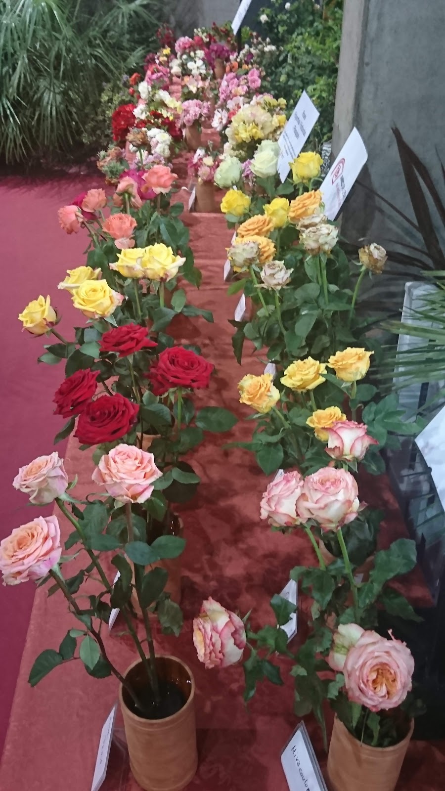 Roses Spain (2026) – Best of TikTok, Instagram & Reddit Travel Guide