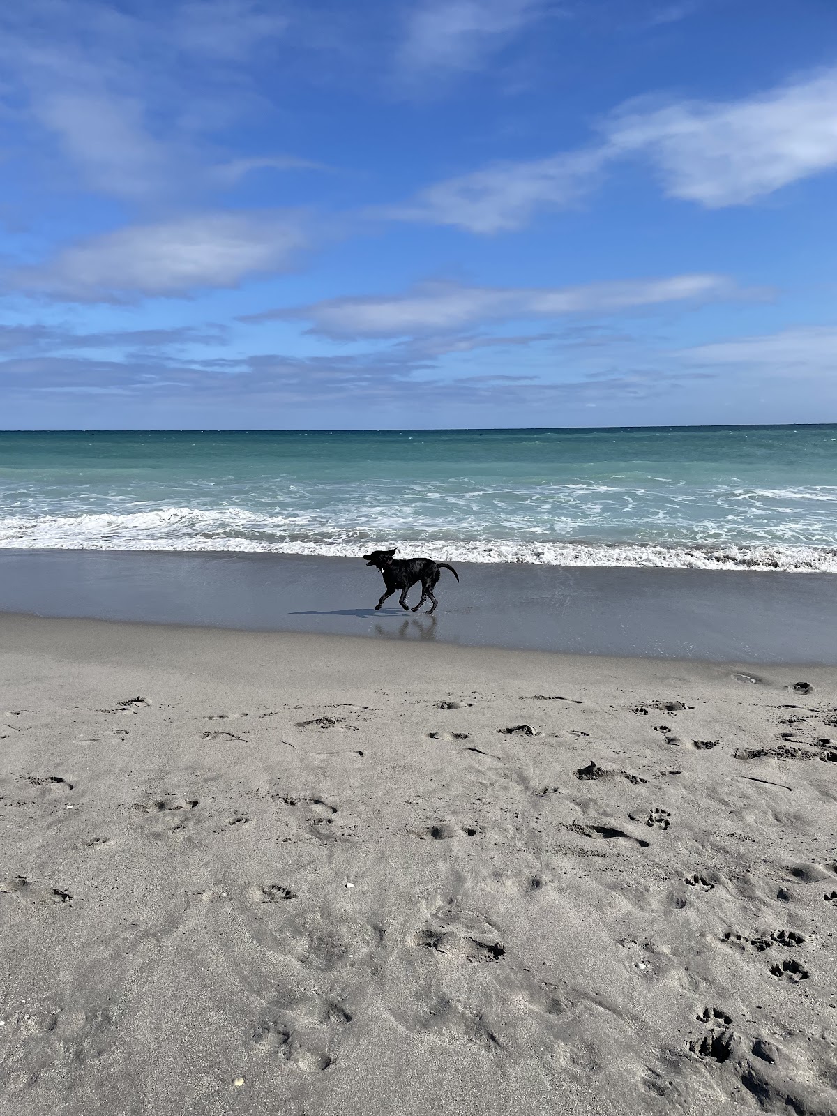 Jupiter Dog Beach (2026) – Best of TikTok, Instagram & Reddit Travel Guide