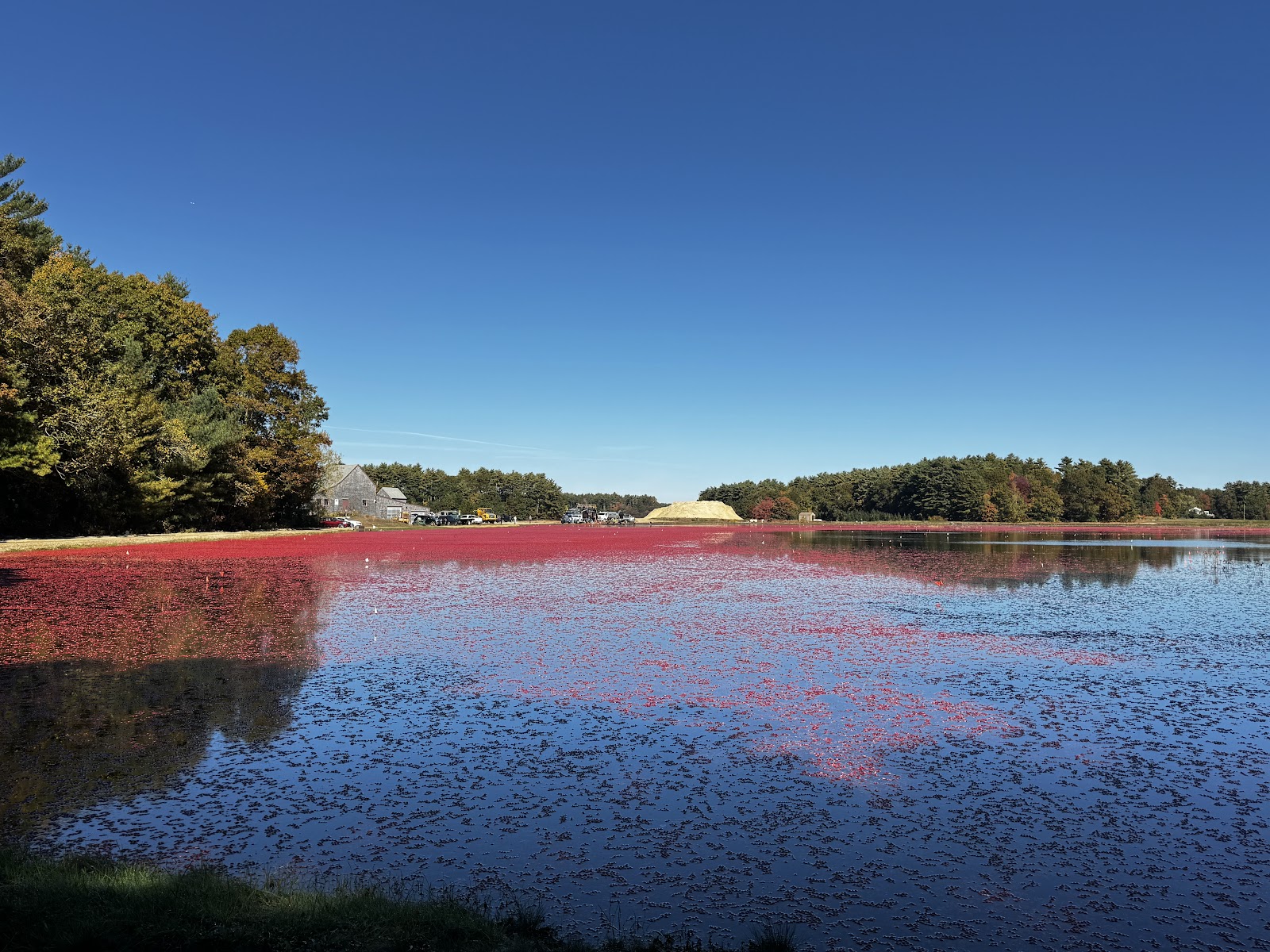 Carver Cranberry Bogs (2026) – Best of TikTok, Instagram & Reddit ...