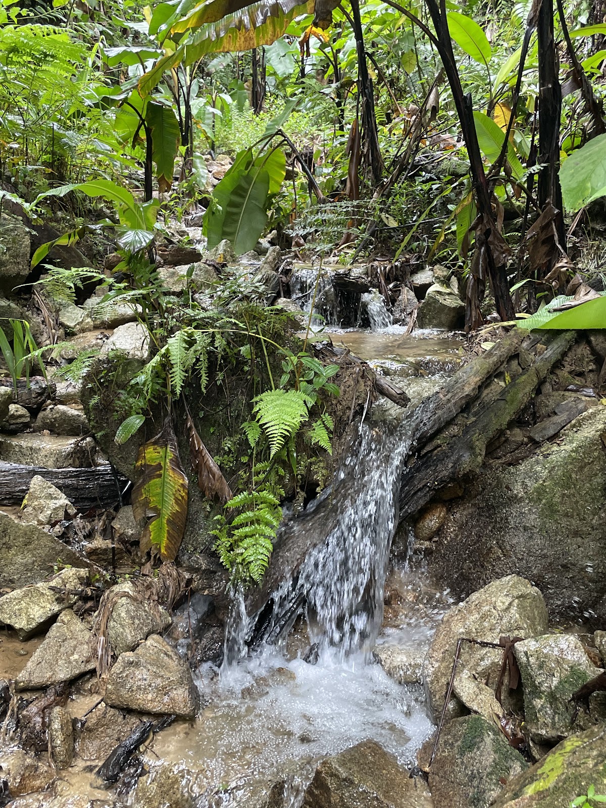 Cameron Highlands Trail 10/10A Gunung Jasar (2025) – Best of TikTok ...