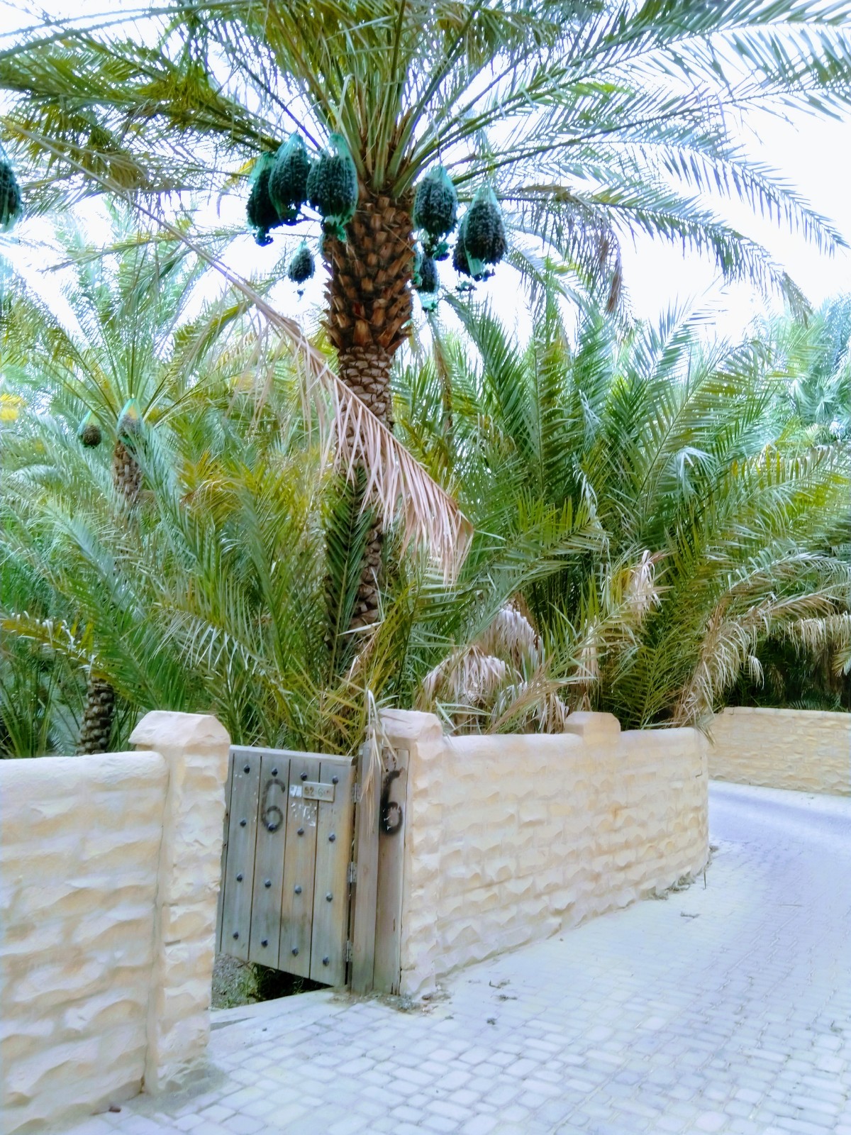 Qattara Oasis (2026) – Best of TikTok, Instagram & Reddit Travel Guide