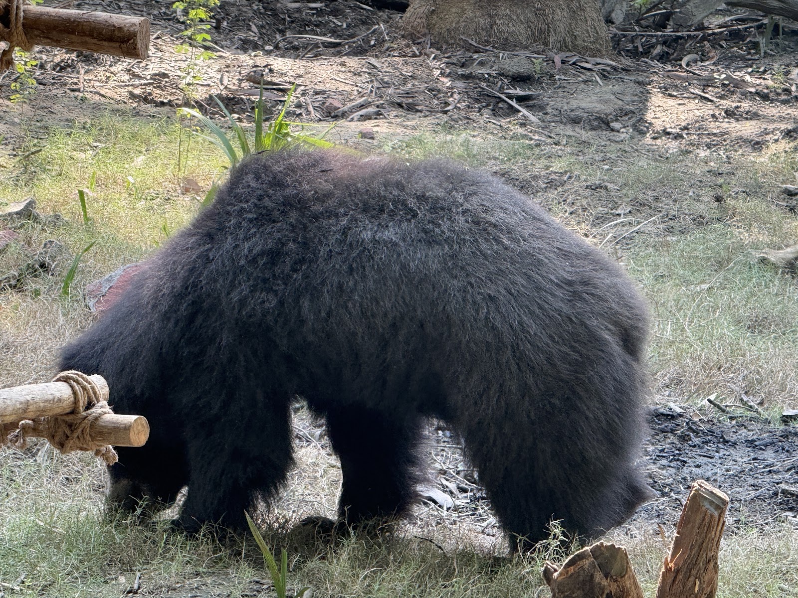 Wildlife SOS Bear Rescue Agra (2026) – Best of TikTok, Instagram ...