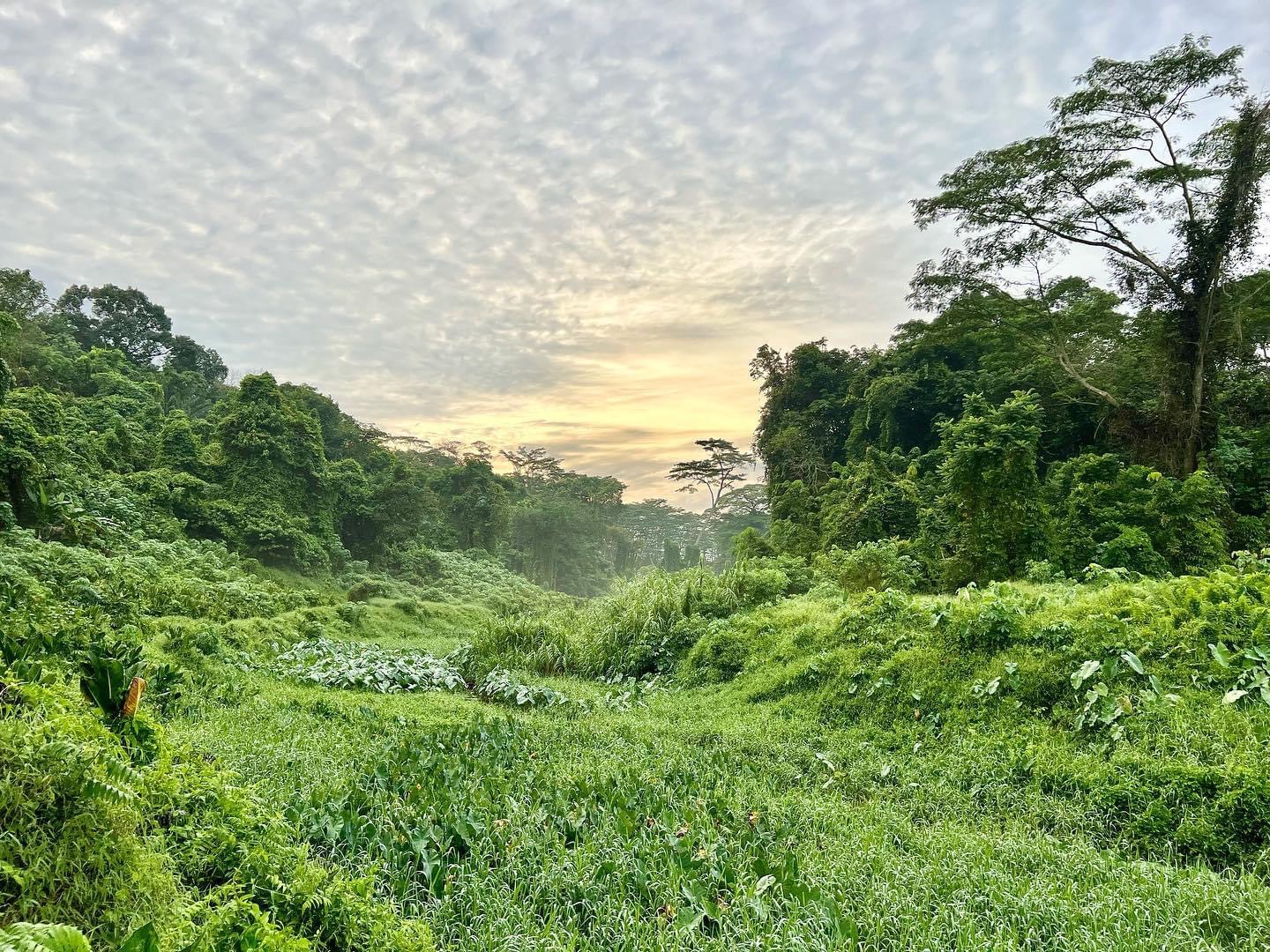 Clementi Forest Singapore (2026) – Best of TikTok, Instagram & Reddit ...