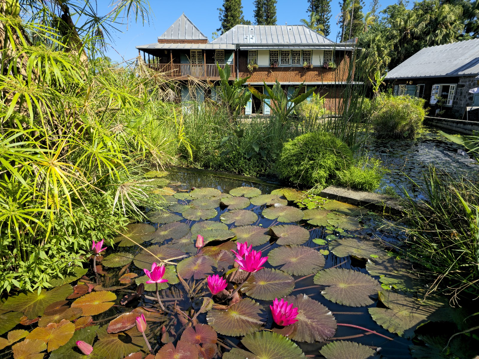 Mascarin Botanical Garden (2026) – Best of TikTok, Instagram & Reddit ...