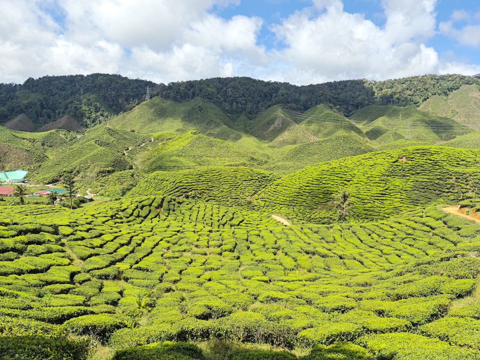 Blue Valley Tea Plantations Viewpoint (2026) – Best of TikTok ...