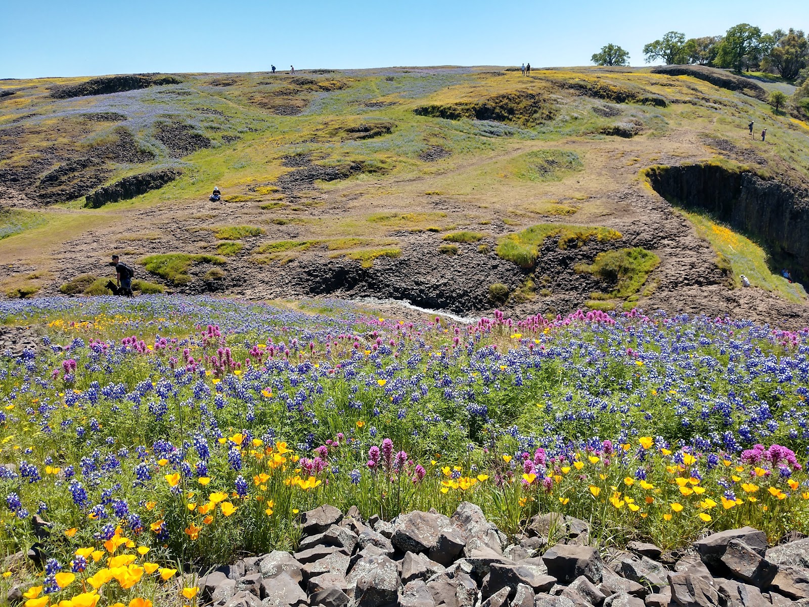 North Table Mountain Ecological Reserve California (2026) – Best of ...