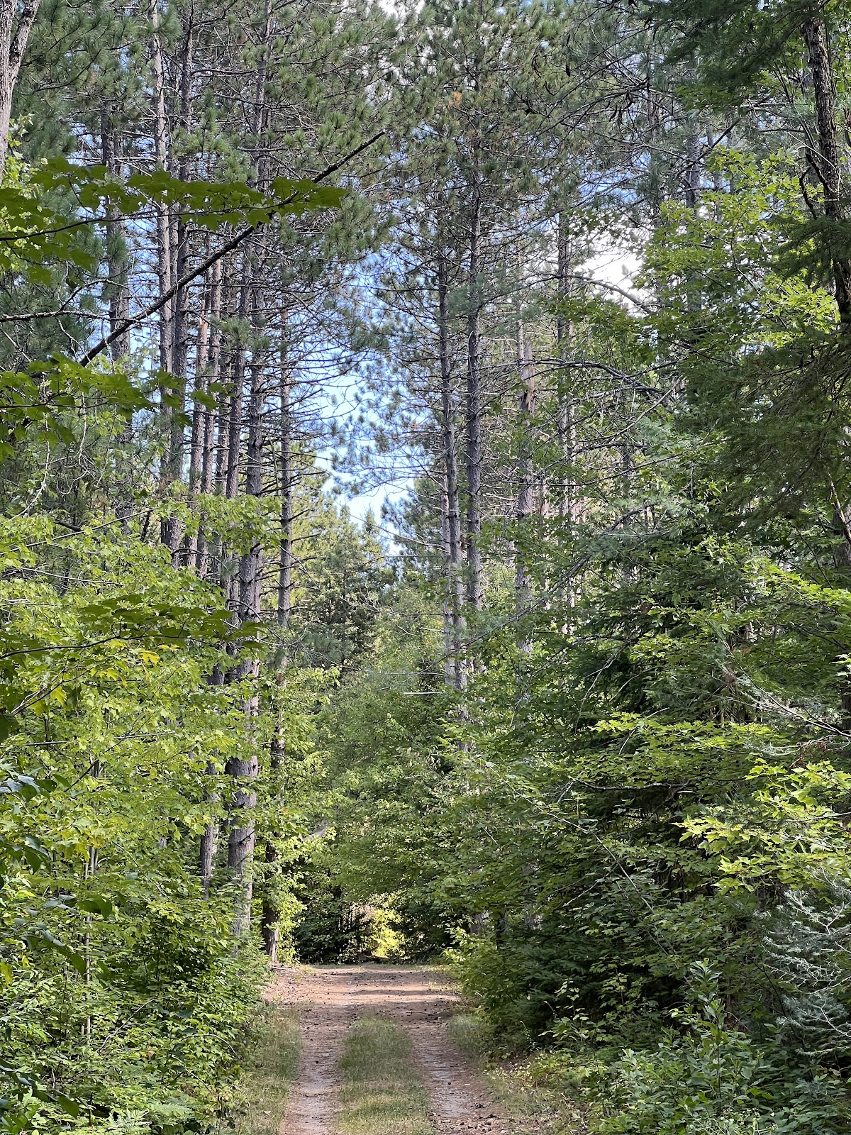Dahl Forest (2026) – Best of TikTok, Instagram & Reddit Travel Guide
