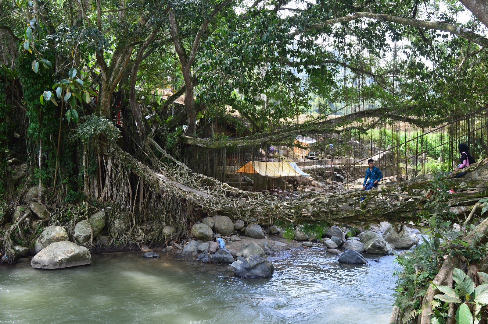 Jembatan Akar Root Bridge (2026) – Best of TikTok, Instagram & Reddit ...
