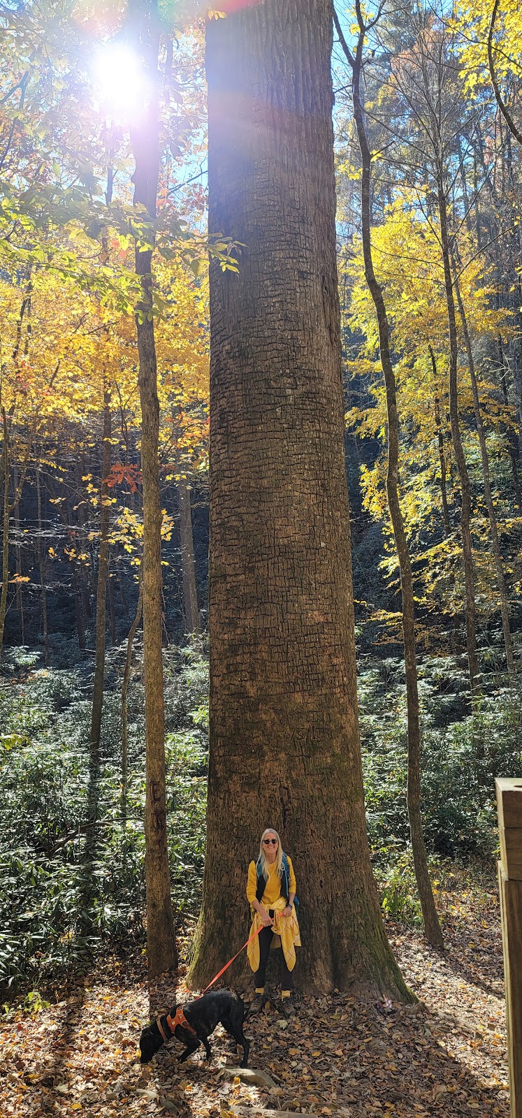 Gennett Poplar Bear Creek Trail (2025) – Best of TikTok, Instagram ...