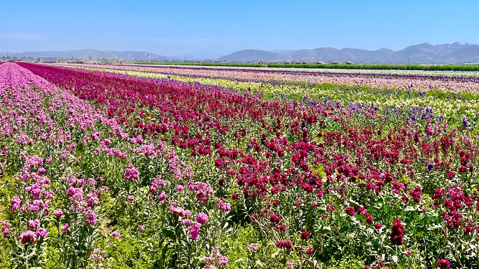 Lompoc Flower Fields (2026) – Best of TikTok, Instagram & Reddit Travel ...