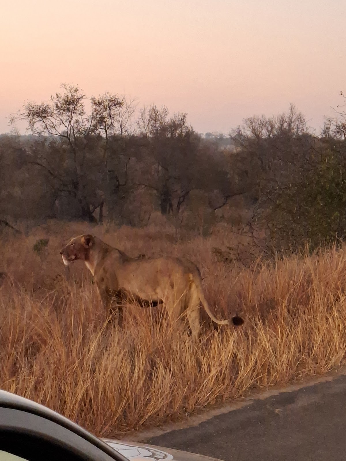Kruger National Park Orpen Gate (2026) – Best of TikTok, Instagram ...