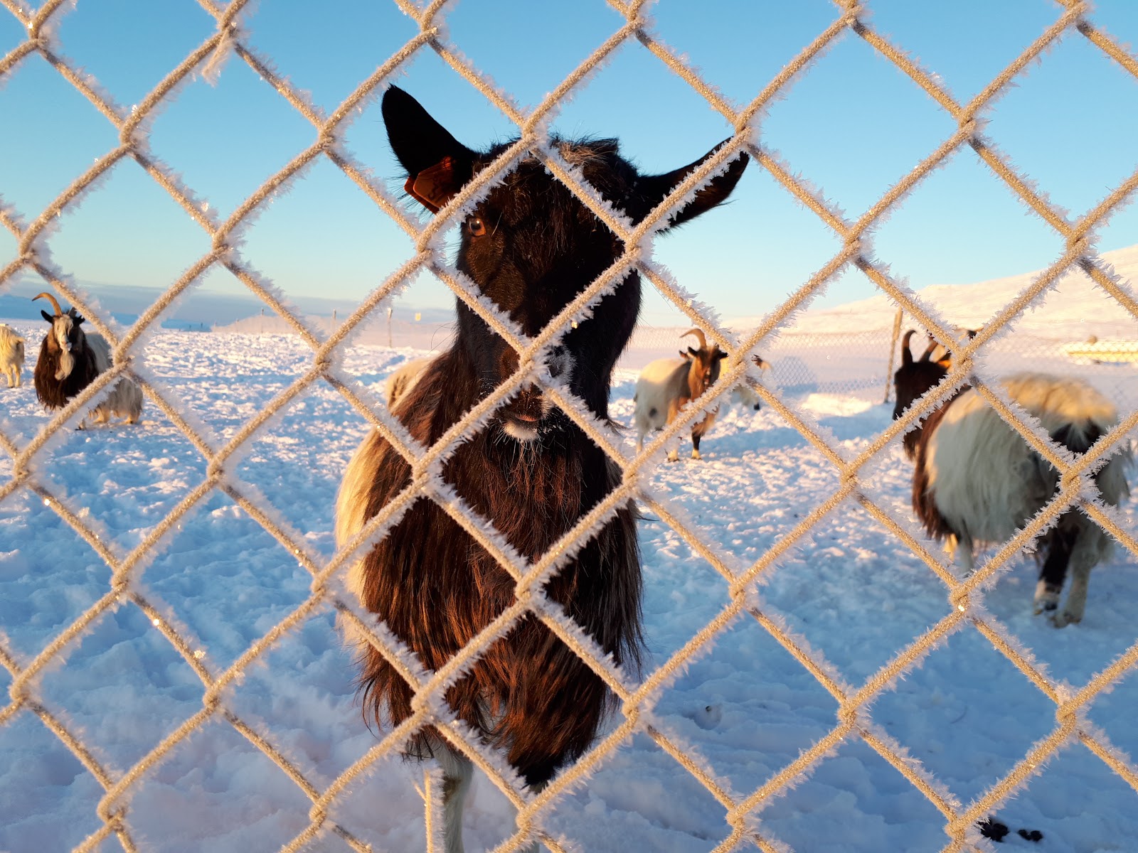 Háafell Goat Farm (2026) – Best of TikTok, Instagram & Reddit Travel Guide