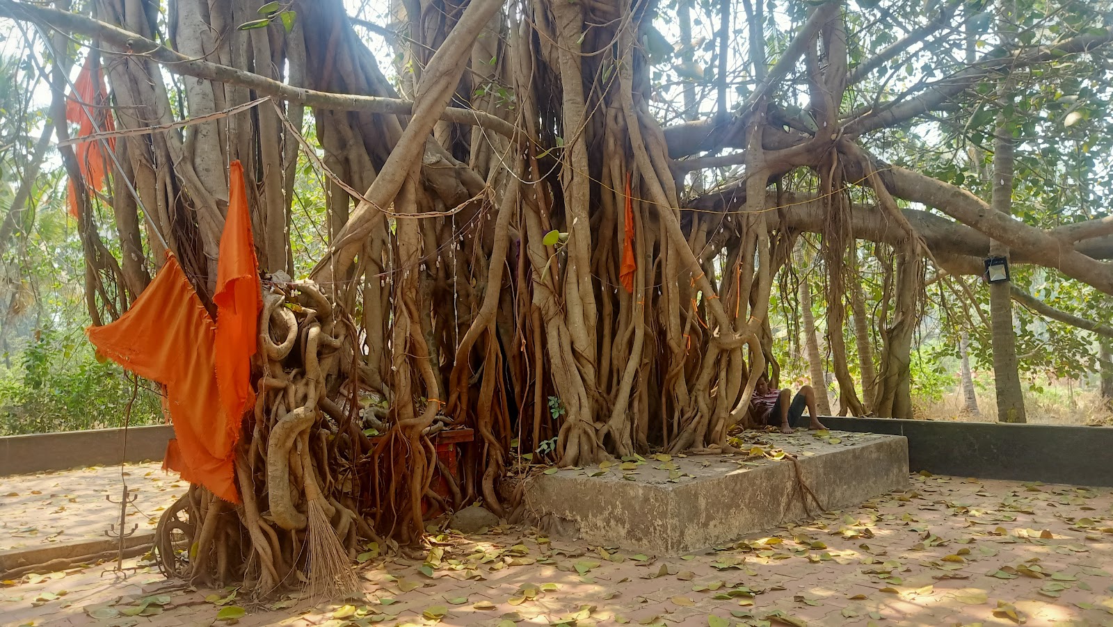 Banyan Tree Arambol (2026) – Best of TikTok, Instagram & Reddit Travel ...