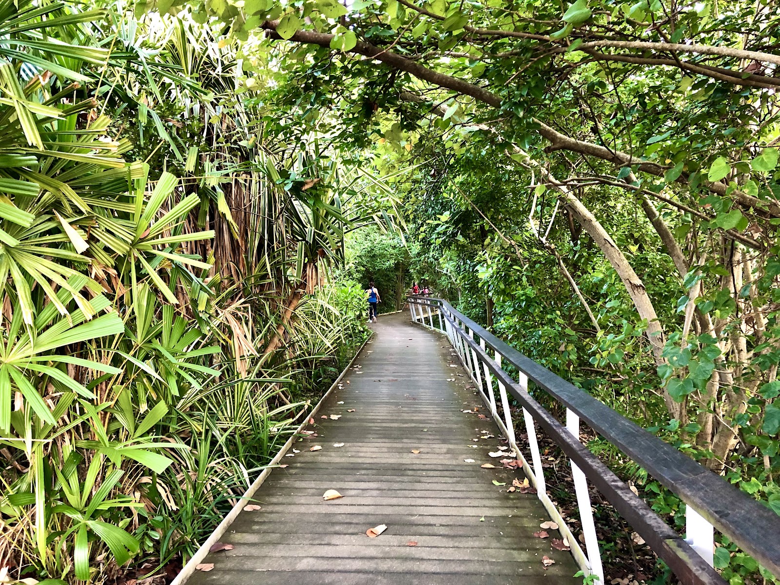 Danga Bay Mangrove Walk (2025) – Best of TikTok, Instagram & Reddit ...