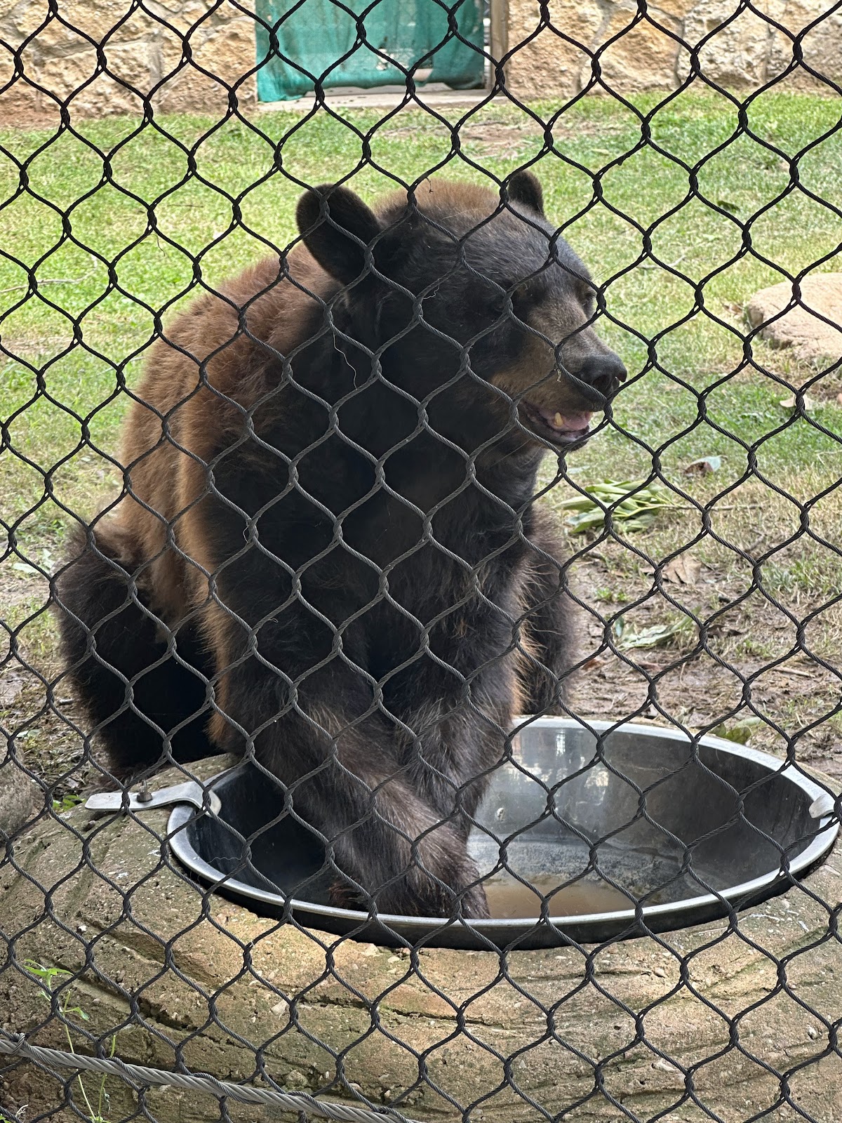 Bill & Eva Williams Bear Habitat (2025) – Best of TikTok, Instagram ...