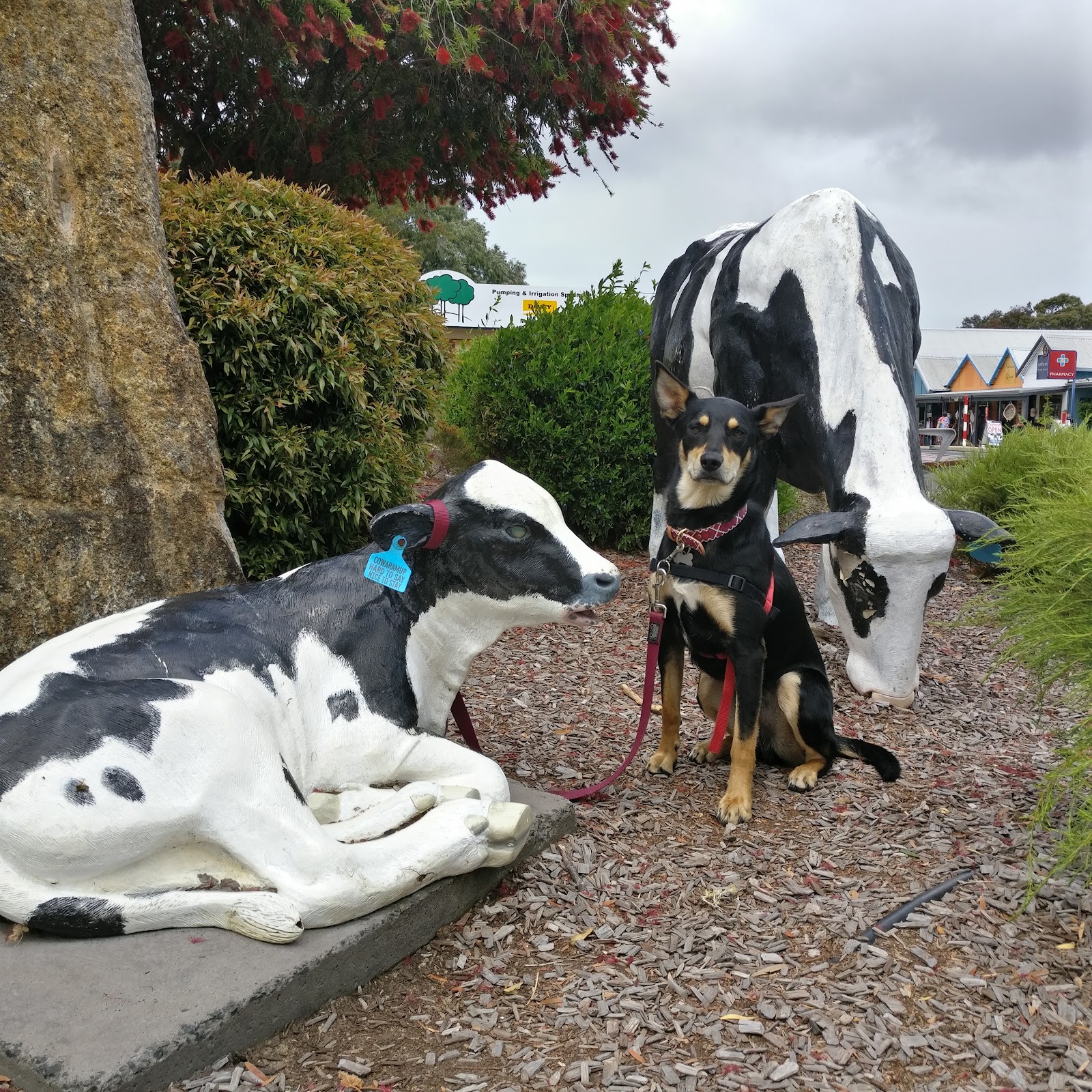 Cowaramup Cows (2026) – Best of TikTok, Instagram & Reddit Travel Guide