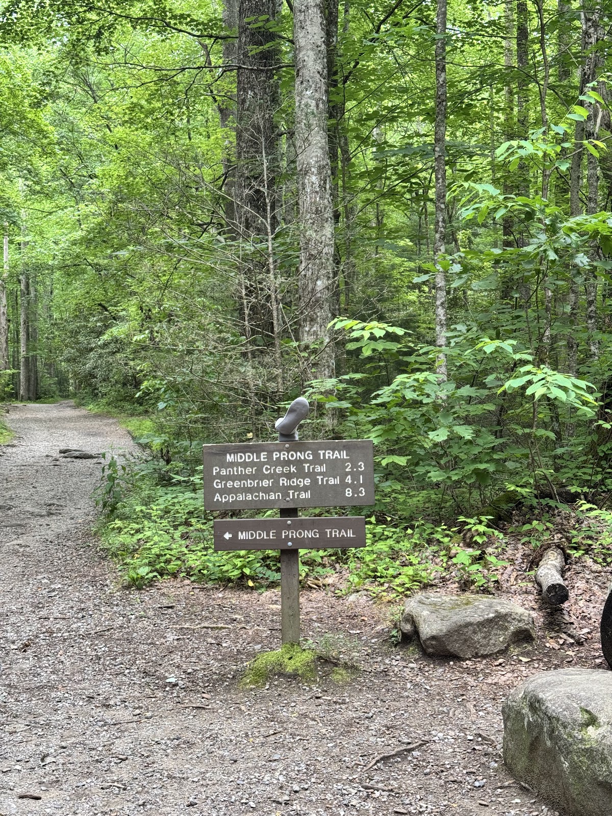 Middle Prong Trail (2025) – Best of TikTok, Instagram & Reddit Travel Guide
