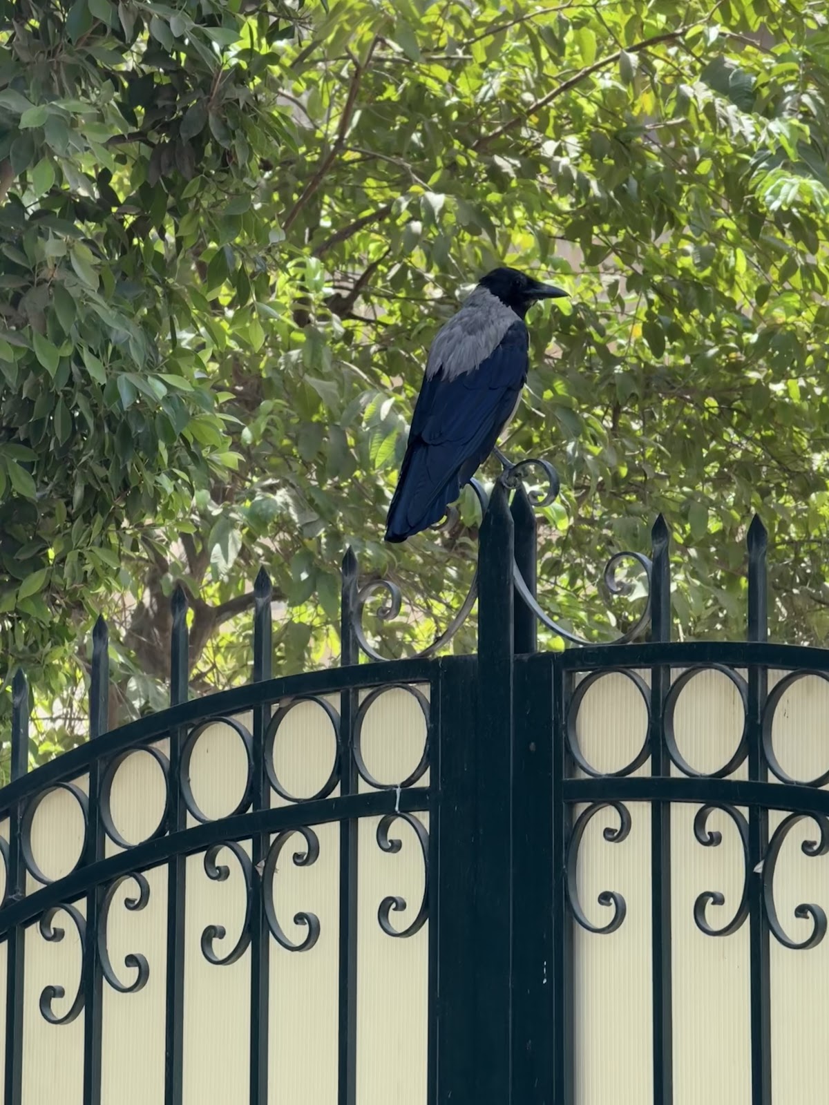 Maadi Cairo (2026) – Best of TikTok, Instagram & Reddit Travel Guide