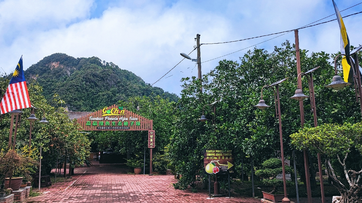 Tambun Pomelo Farms (2026) – Best of TikTok, Instagram & Reddit Travel ...