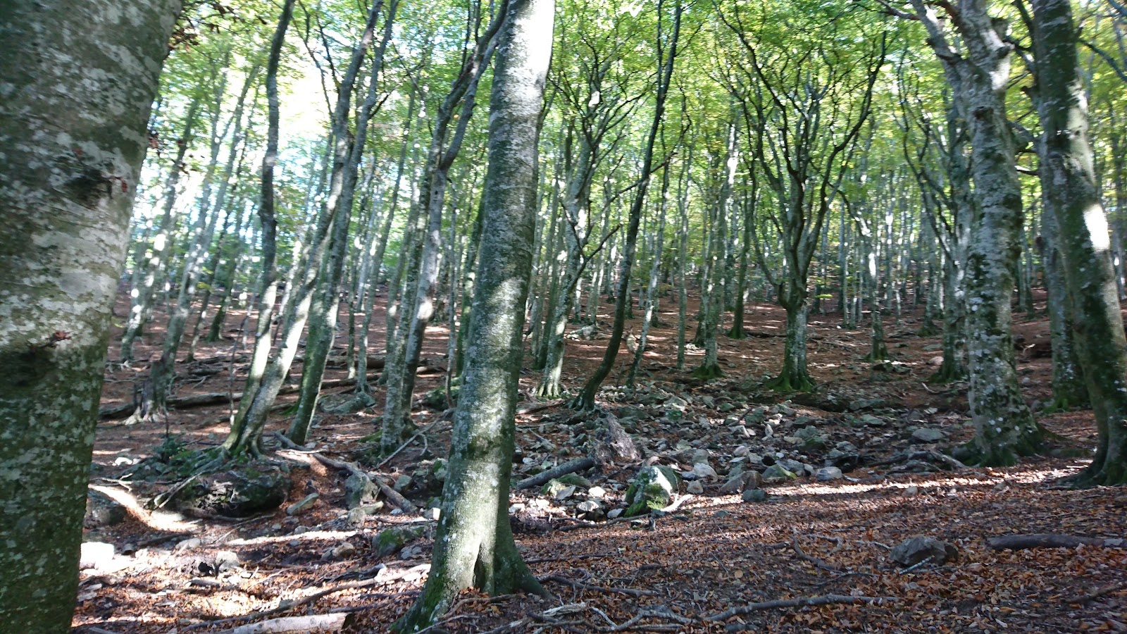 Forêt de la Massane (2026) – Best of TikTok, Instagram & Reddit Travel ...