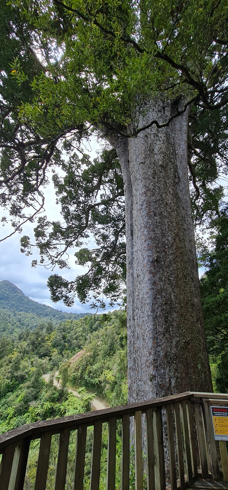 Square Kauri Track (2026) – Best of TikTok, Instagram & Reddit Travel Guide