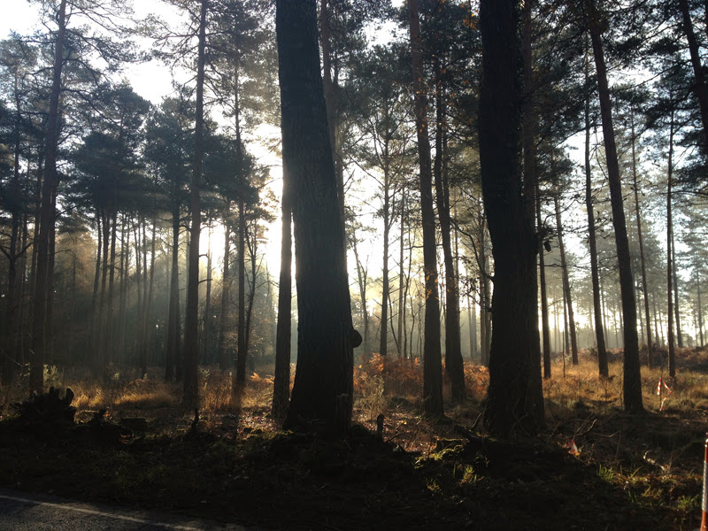 Wareham Forest Dorset (2026) – Best of TikTok, Instagram & Reddit ...