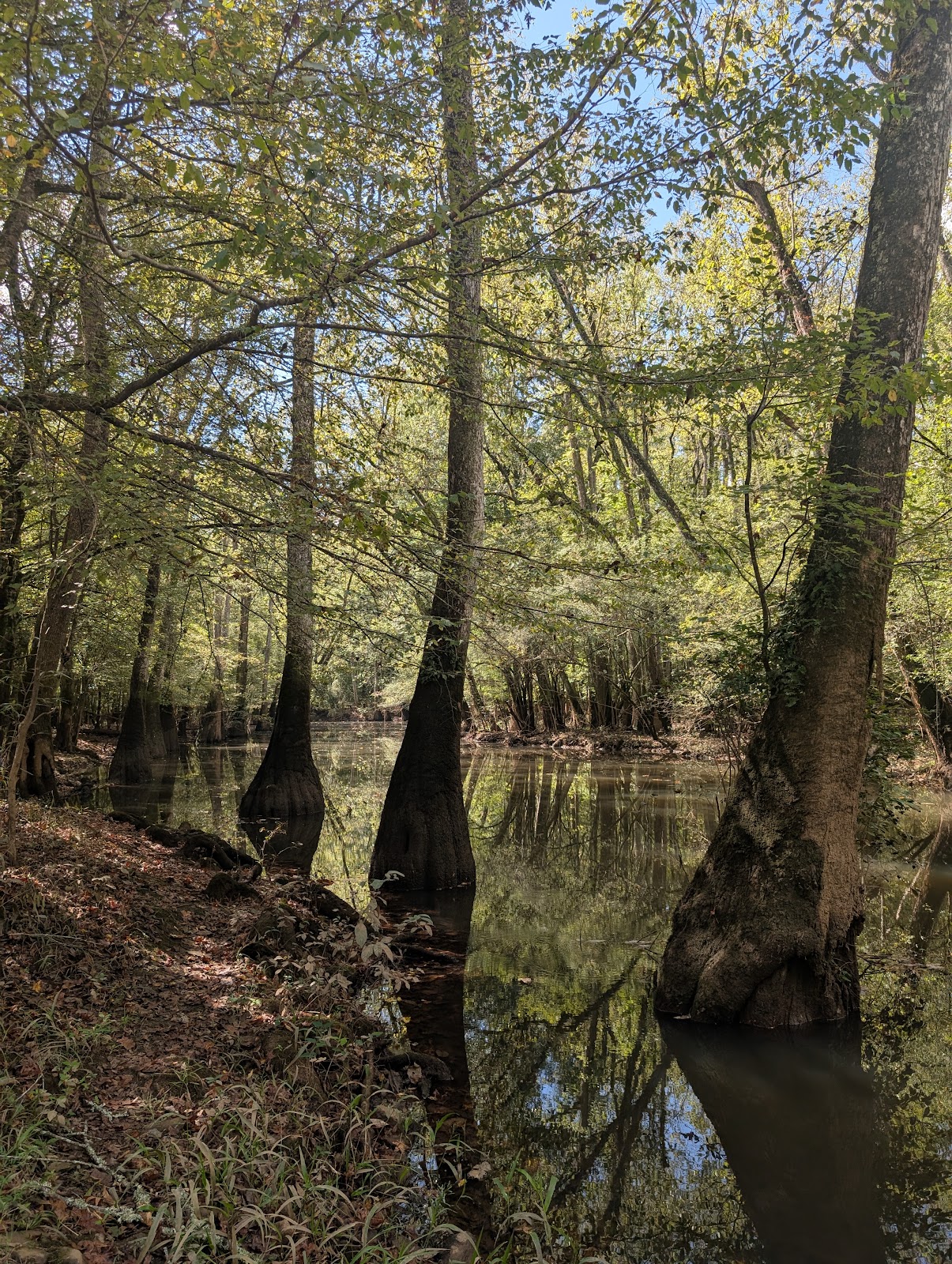 Bond Swamp National Wildlife Refuge (2025) – Best of TikTok, Instagram ...
